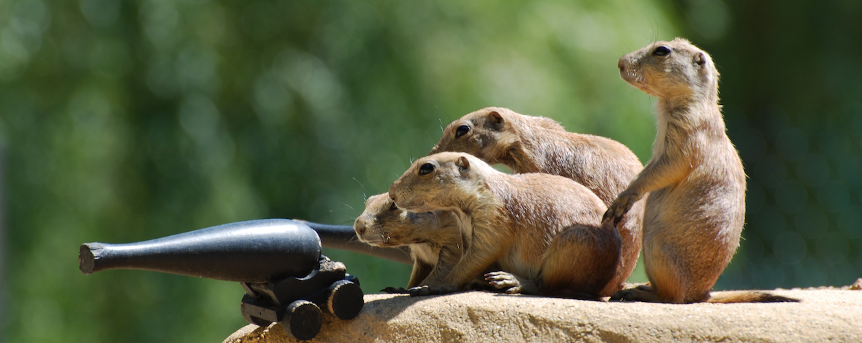 What is Wildlife Removal?